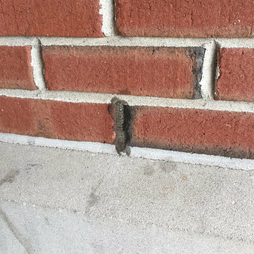 How to get rid of Ants - Best control methods - Integrum