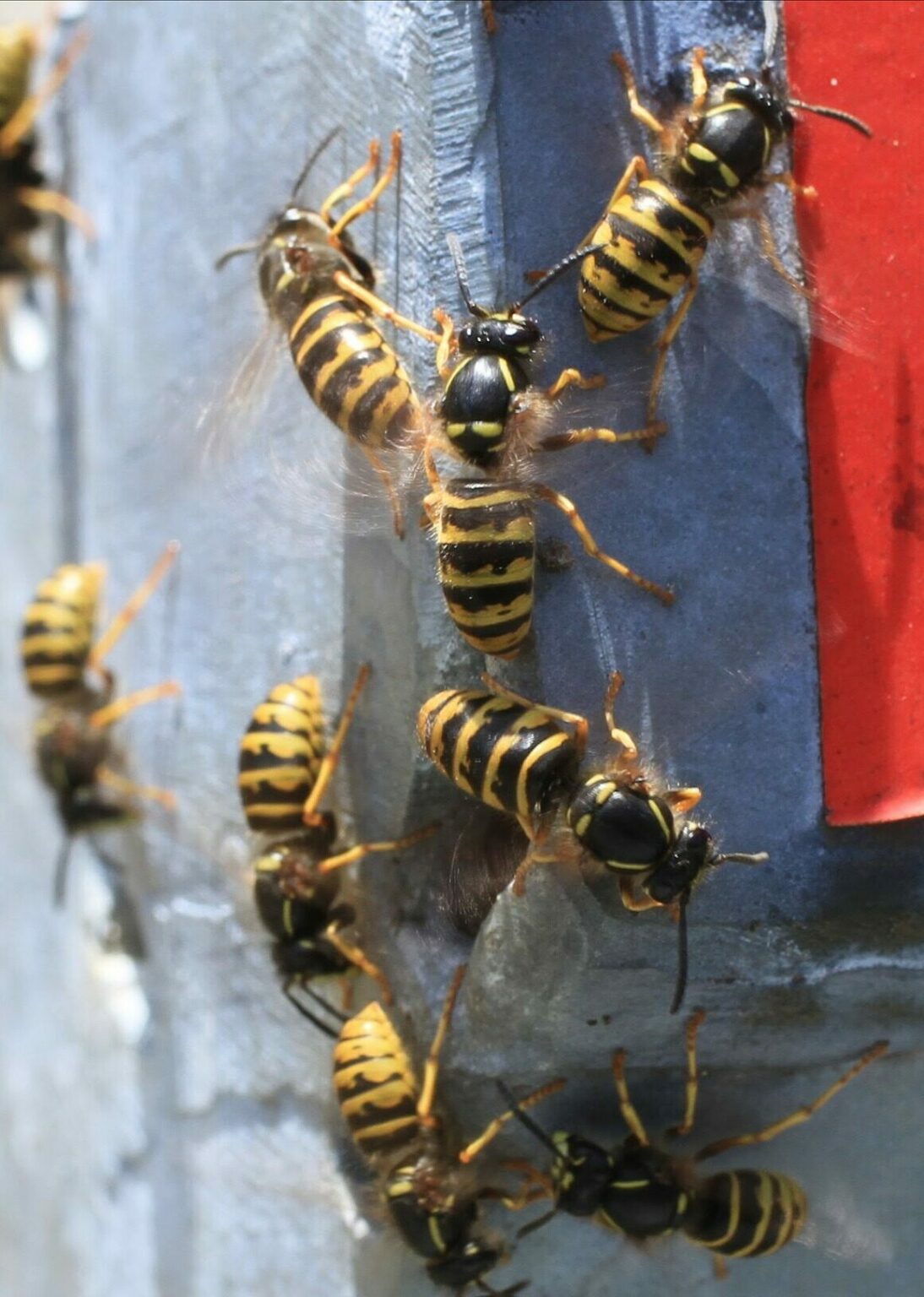 Wasp Nest Removal London From £60- 100% First Time Success - Integrum ...