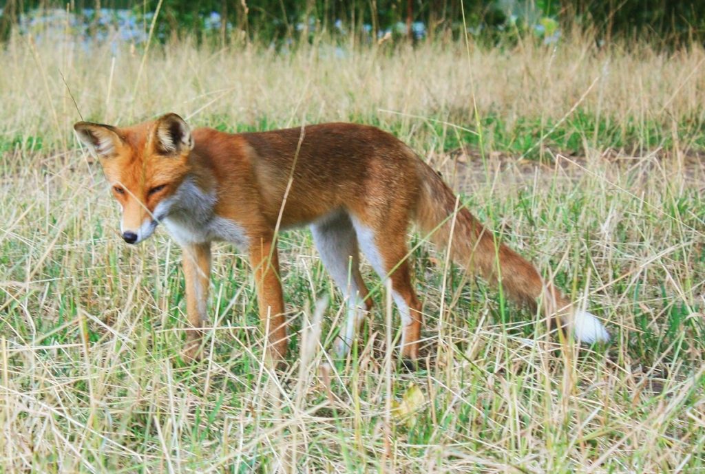Can You Kill A Fox On Your Property? | Foxes And The Law | Integrum ...