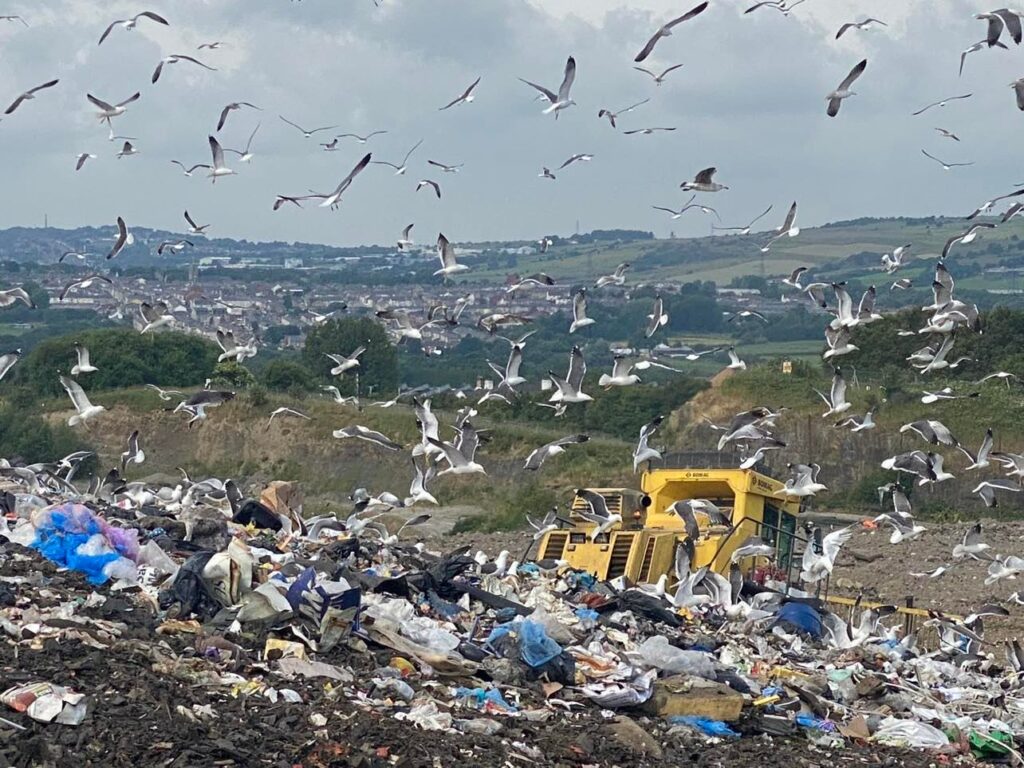 Bird Control For Waste & Landfill Sites - Integrum Services