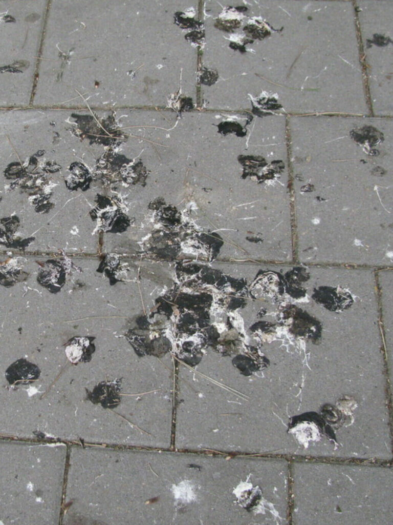 Bird Dropping Removal Service & Guano Cleaning | Integrum