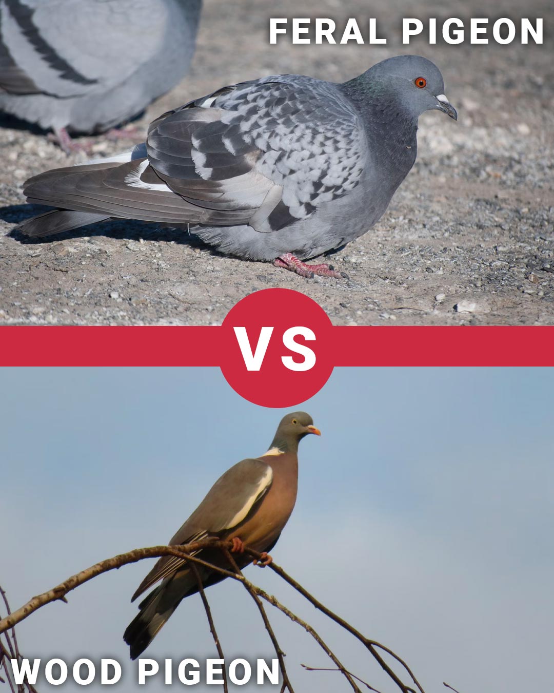Pigeon Pest Control | Spikes, Netting, Flock Off | Integrum